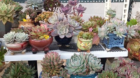 추워져도 자구달고 뿌리내리고 단풍 들고 예쁜짓하는가을 옥상정원 다육이들 미나 색이 정말 예뻐요 노지 Succulents 초보다육 다육이 Plants