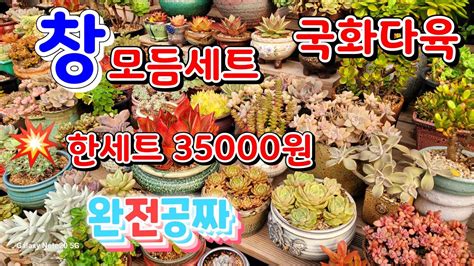아깝지만 다육 줍줍 창다육 모듬세트 빨리 들어오세요 완전공짜 인천시 남동구 장수동 621 1 국화다육 인천대공원역 2번출구