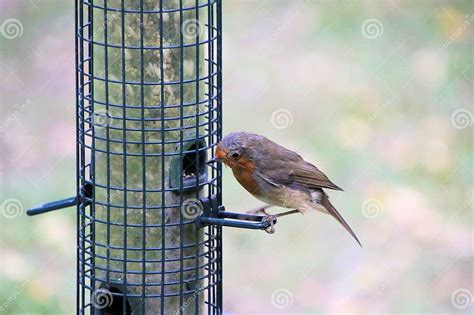 A View Of A Robin Stock Image Image Of Pool Egyptian 340724221