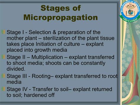 Plant Tissue Culture Methods And Applications Ppt Plant Tissue Culture Methods And Applications Ppt