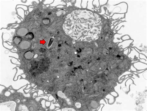Radical Roadmap Russell Lab Develops Novel Technique To Analyze The