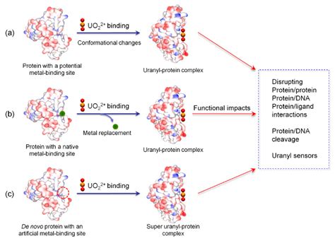 Uranyl Binding To Proteins And Structural Functional Impacts