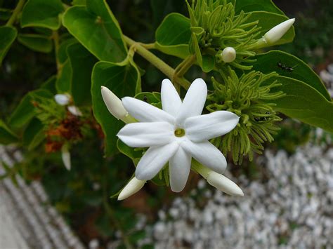 Types Of Jasmine Flowers And Smell The Best