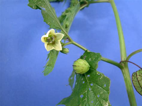 Physalis Angulata Solanaceae