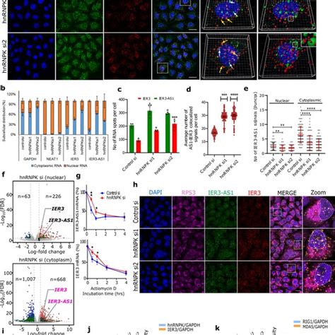 Hnrnpk Determines Rna Rna Interactions And Sub Cellular Localization A