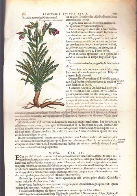 Anchusa Quarta Sive Pseudoanchusa Kolorierter Holzschnitt Auf S 751 752 Aus Rembert Dodonaeus