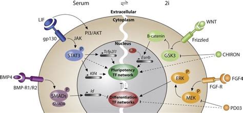 2 Schematic Representation Of The Main Signalling Pathways Regulating Download Scientific