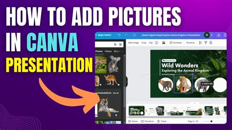 How To Add Pictures In Canva Presentation A Quick Guide Youtube