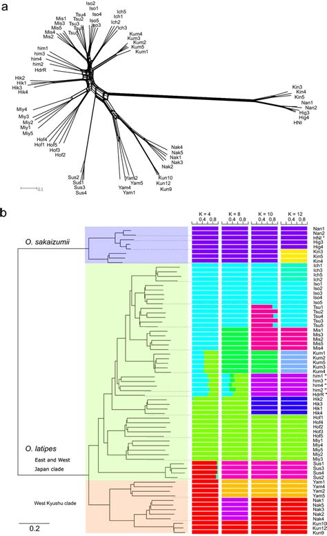 a neighbor net phylogenetic networks based on the 2987 snps b