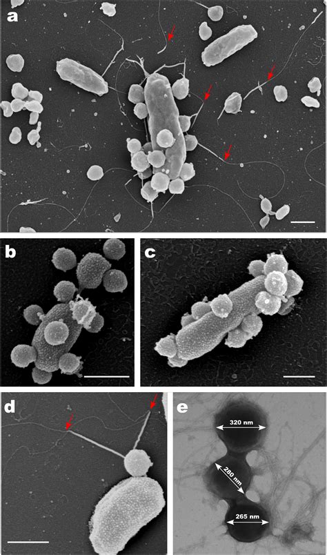 Halococcus Dombrowskii