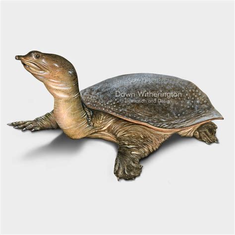 Florida Softshell Turtle Drawnbydawn