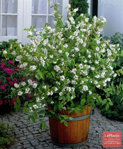 Дейция шершавая (Deutzia scabra) — описание, выращивание, фото | на ...