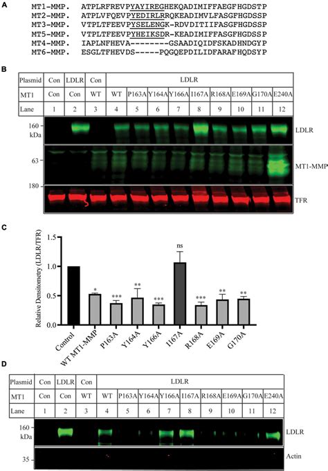 Mutational Analysis Of The Mt Loop A Alignment Of Partial Sequence Of
