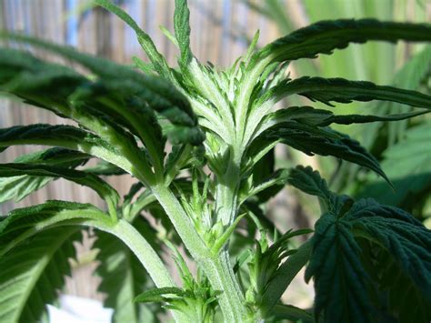 Help With Sexing Pics Cannabis Cultivation Growery Message Board