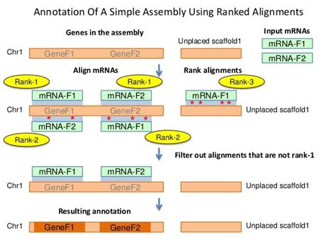 The Ncbi Eukaryotic Genome Annotation Pipeline And Alternate Genomic