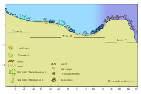 Diagrammatic Cross Section Showing Transect Profile Of The Reef