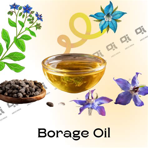 Borage Oil Abco India