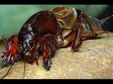 Медведка. Рубит от медведки. - YouTube