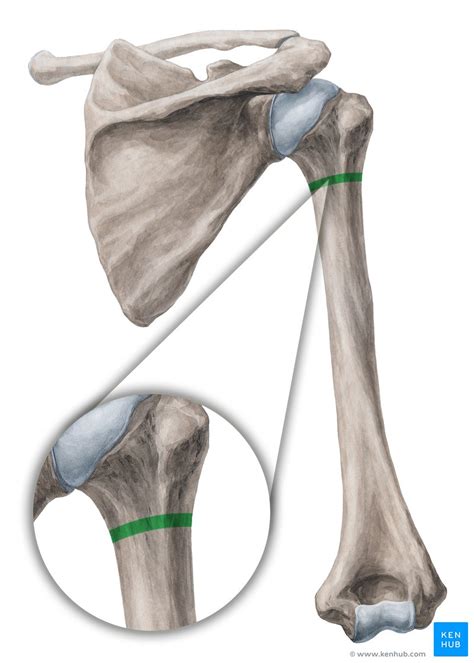 Humerus Muscle Diagram Humerus Bone Right Discount Human Upper