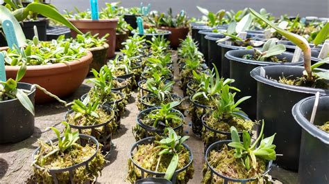 Resultado Do Meu Cultivo De Seedlings De OrquÍdeas Em Meu OrquidÁrio