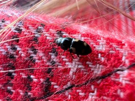 Bedbug Exterminator Barrie Pestline