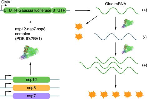 Cell Based Reporter Assay The Plasmid Cov Gluc Is The Expression