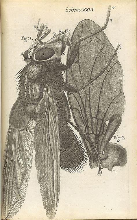 Robert Hooke Lens On Leeuwenhoek