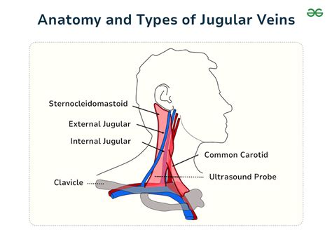 Jugular Veins Geeksforgeeks