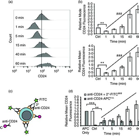 Cd24 Protein Is Re Distributed Within The B Cell Population In Response Download Scientific
