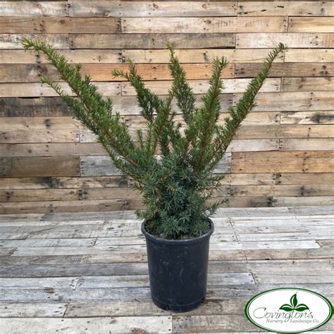 Yew Densiformis Covingtons
