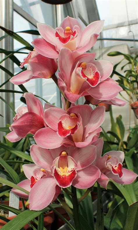 Orchid Cymbidium