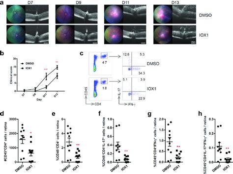 The Effects Of IOX1 On Murine EAU A Representative Fundus Images And Download Scientific