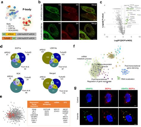 Super Resolution Proximity Labeling With Enhanced Direct Identification Of Biotinylation Sites Pmc
