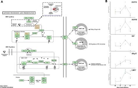 Antigen Processing And Presentation Pathway Differently Abundant Download Scientific Diagram