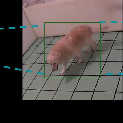 example of bounding box localization and keypoints extraction a we