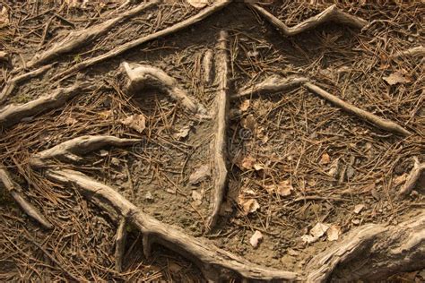Background Pattern Of Tree Roots In The Form Of A Human Face On Stock Photo Image Of Bark