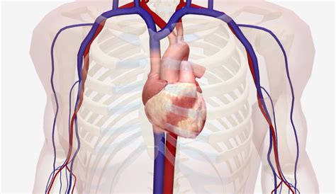 Implantable Loop Recorder Home