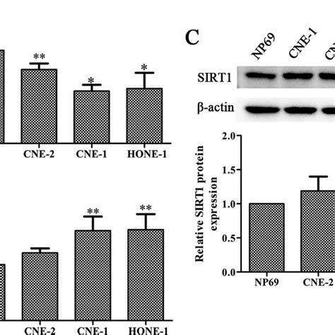 The Expression Of Mir 34a And Sirt1 In Npc A The Rt Qpcr Was Applied Download Scientific
