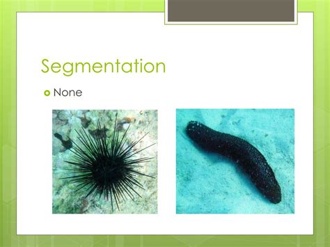 Ppt Echinodermata Powerpoint Presentation Free Download Id2378864 Ppt Echinodermata Powerpoint Presentation Free Download Id2378864