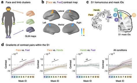 somatotopic gradients in the primary somatosensory cortex s1 related