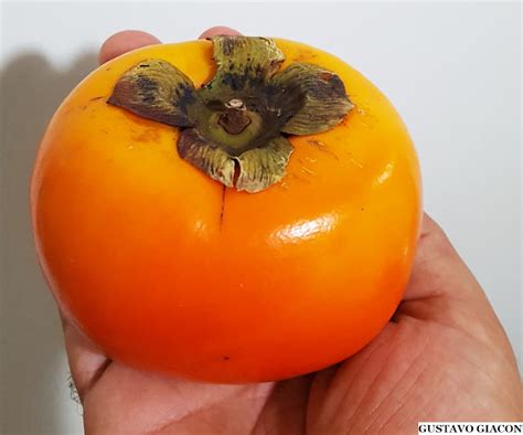 Muda De Caqui Página 1 Busca Na Safari Garden Mudas Frutíferas E