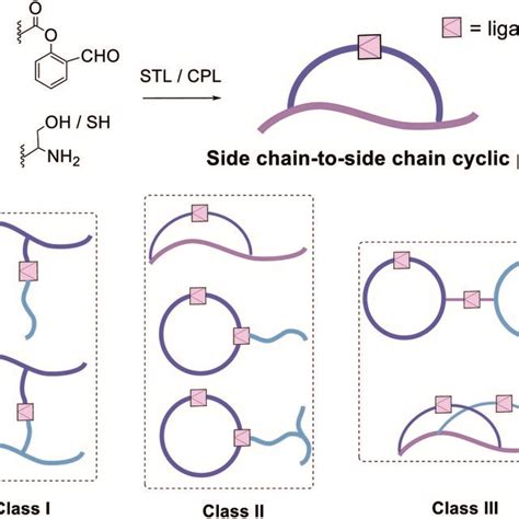 Planned Peptide Architectures Via Peptide Ligation Side Chain To Side Download Scientific