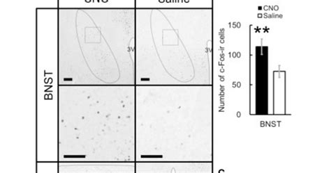 Current Biology The Reactivation By Dreadds Reproduces Sex Specific Aggression To Esp1