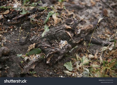 Tree Roots Protruding Ground Closeup Large Stock Photo Shutterstock