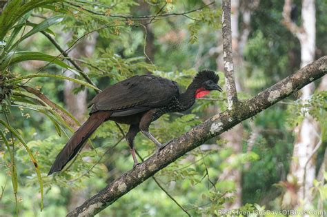 Birding The Costa Rica Rainforest Highlands La Carolina Lodge Finale