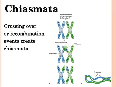 Section 11 4 Meiosis Ppt Download