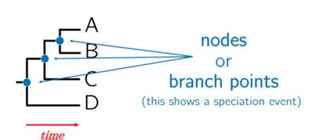 Plant Taxonomy And Phylogeny Classification Systematics And Identification Tools Flashcards