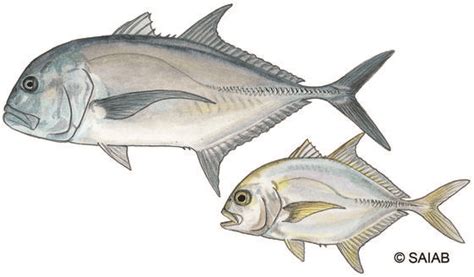 Wwf Sassi List Wwf Sassi