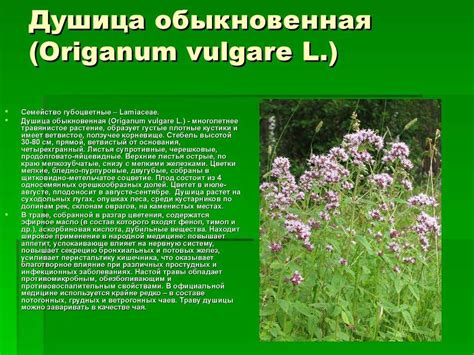 Трава матрешка - полезные и лечебные свойства, противопоказания к ...