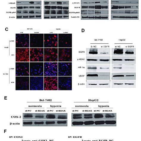 γ H2ax Regulates Vegf And Hif 1α Correlated With Cox2 Egfr A Effects